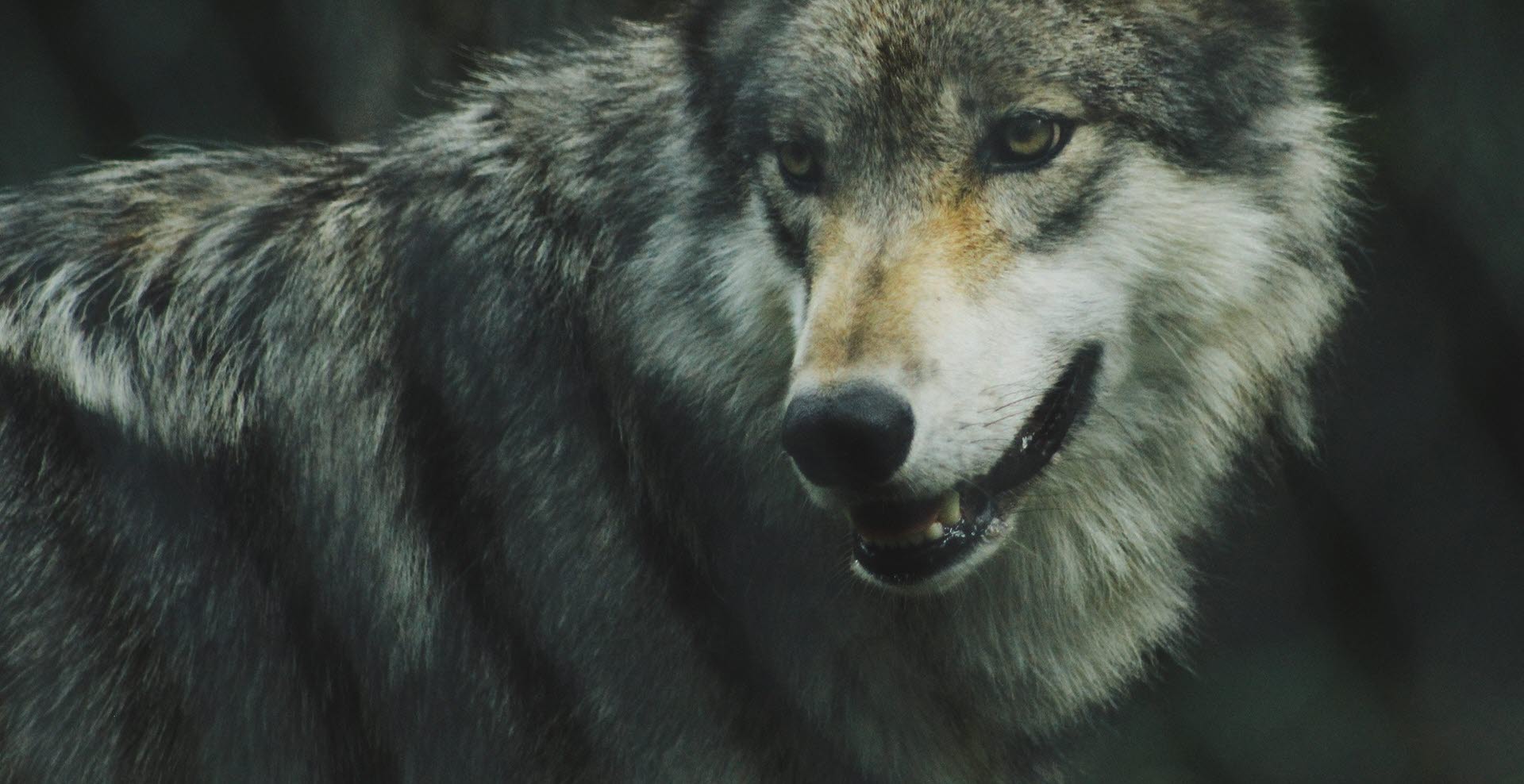 Rewilding Britain's countryside