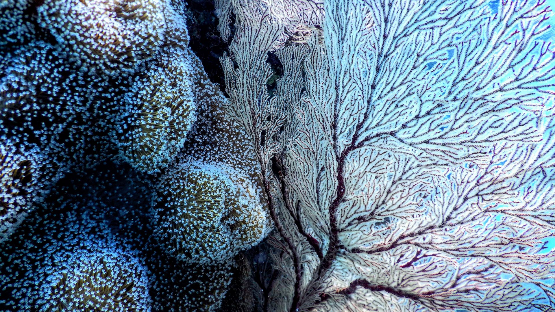 The value of our vanishing coral reefs