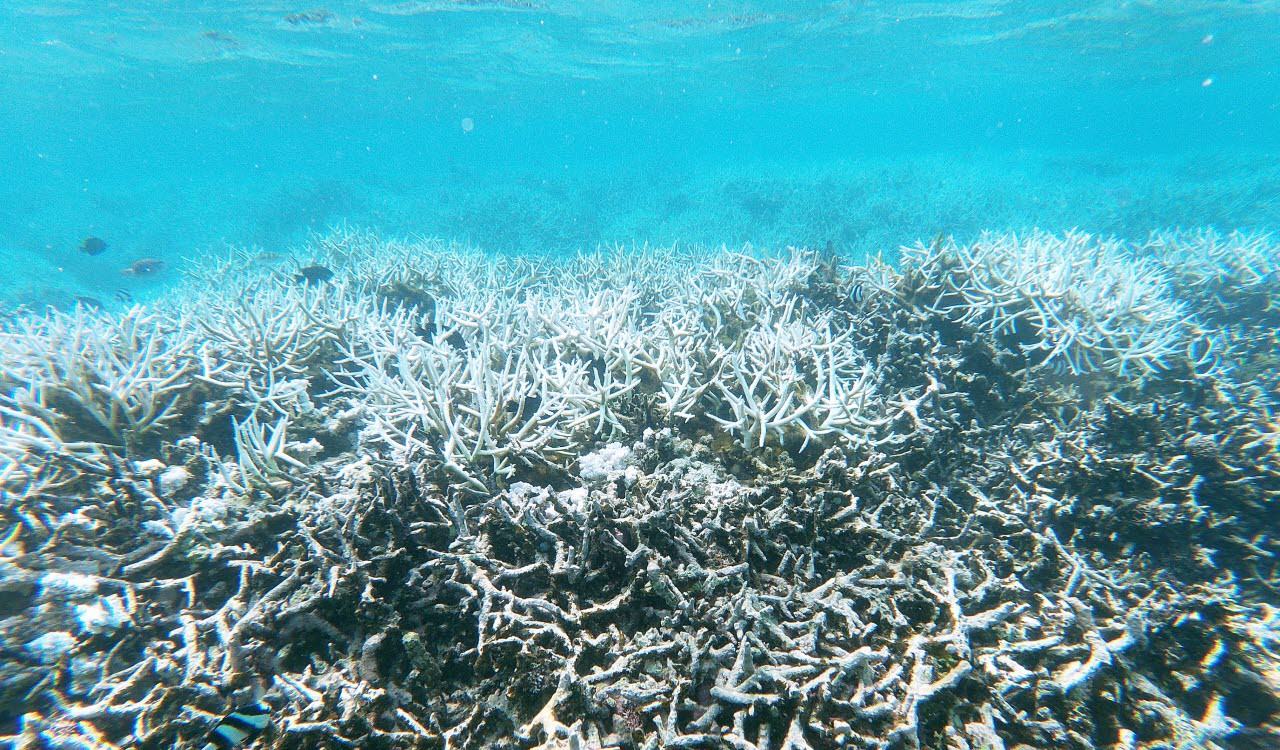 The value of our vanishing coral reefs